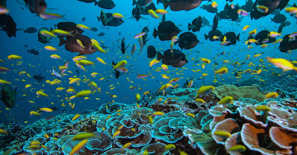 National Geographic Pristine Seas Lifts Anchor on Five-Year Pacific Expedition to Help Protect ...